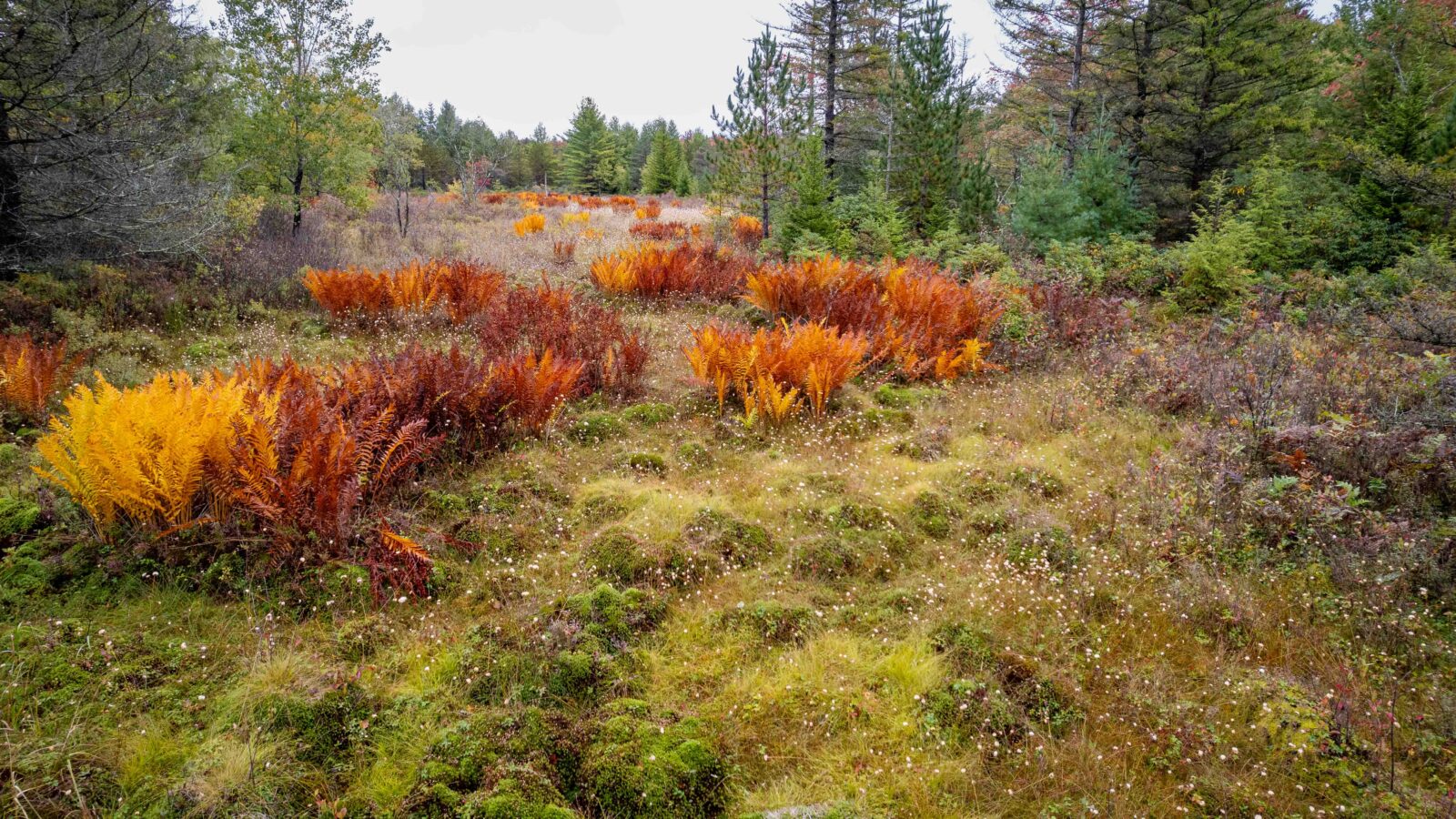 Fall Color Has Arrived - Canaan Valley, WV